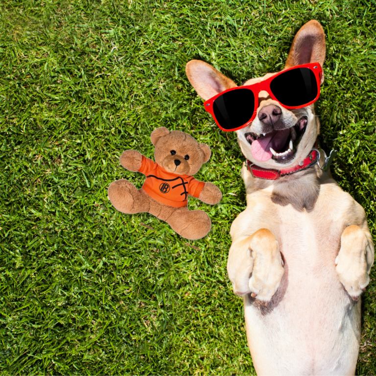 Unleashing Style: The Trendy World of Branded Merchandise for Dogs ...